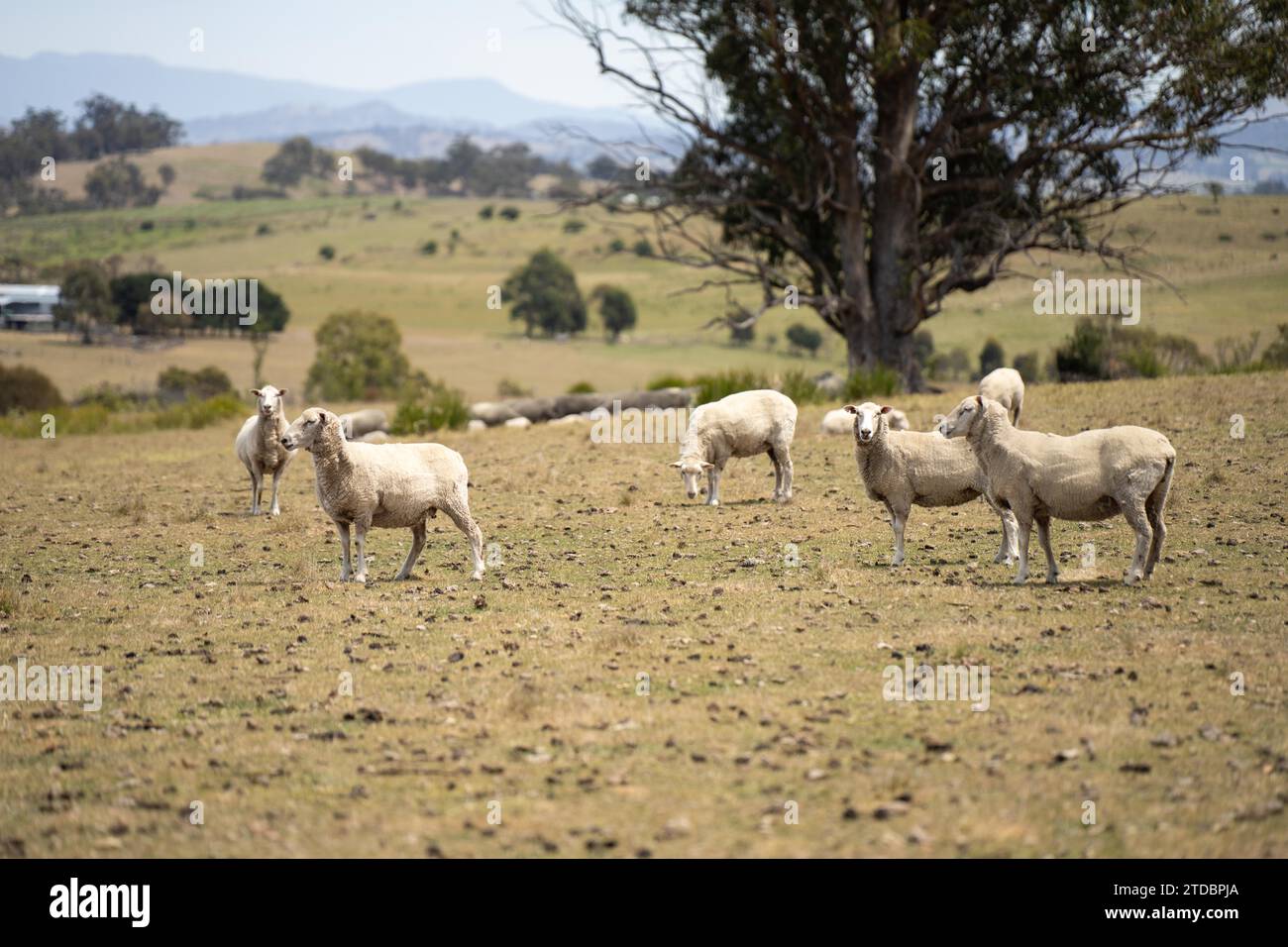 Agricultural farm practicing regenerative farmer, with sheep grazing in ...