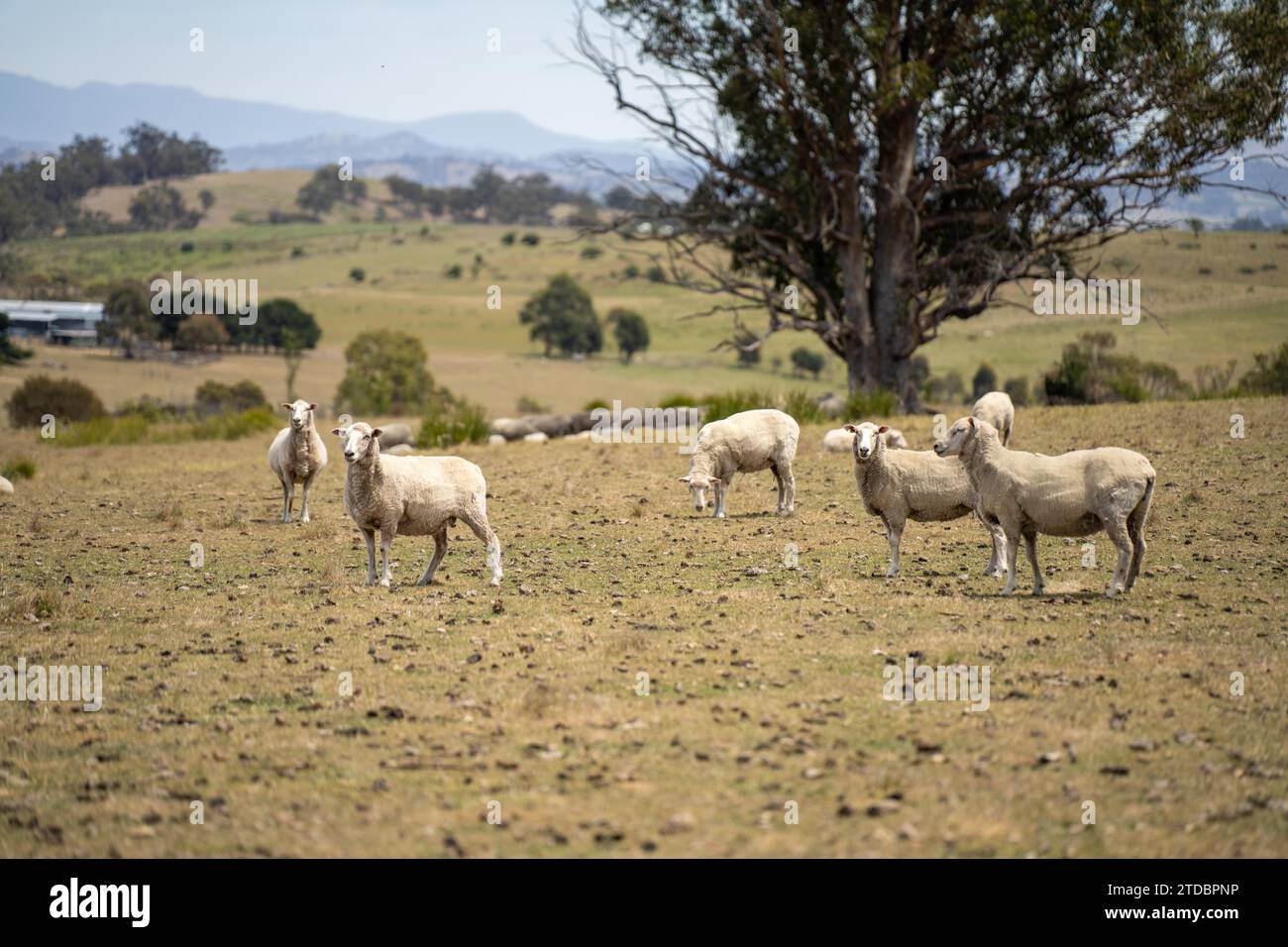 flock of shorn sheep in a dry paddock in summer with short grass in ...