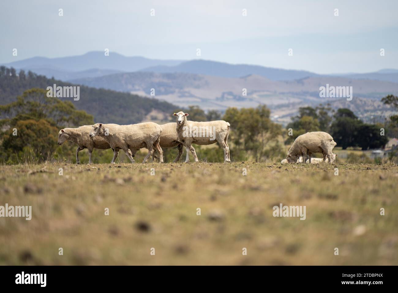 Agricultural farm practicing regenerative farmer, with sheep grazing in ...