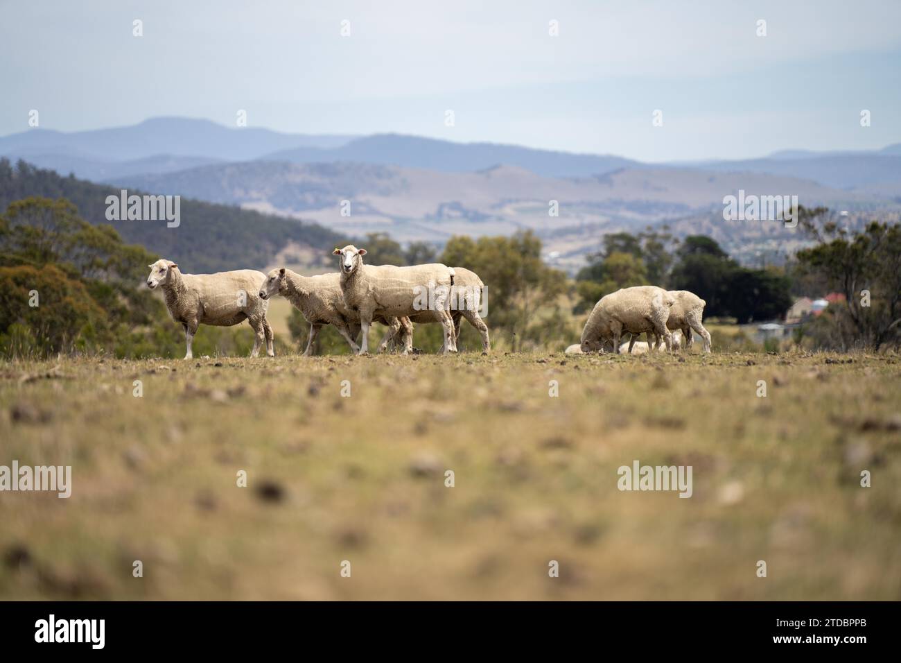 Agricultural farm practicing regenerative farmer, with sheep grazing in ...