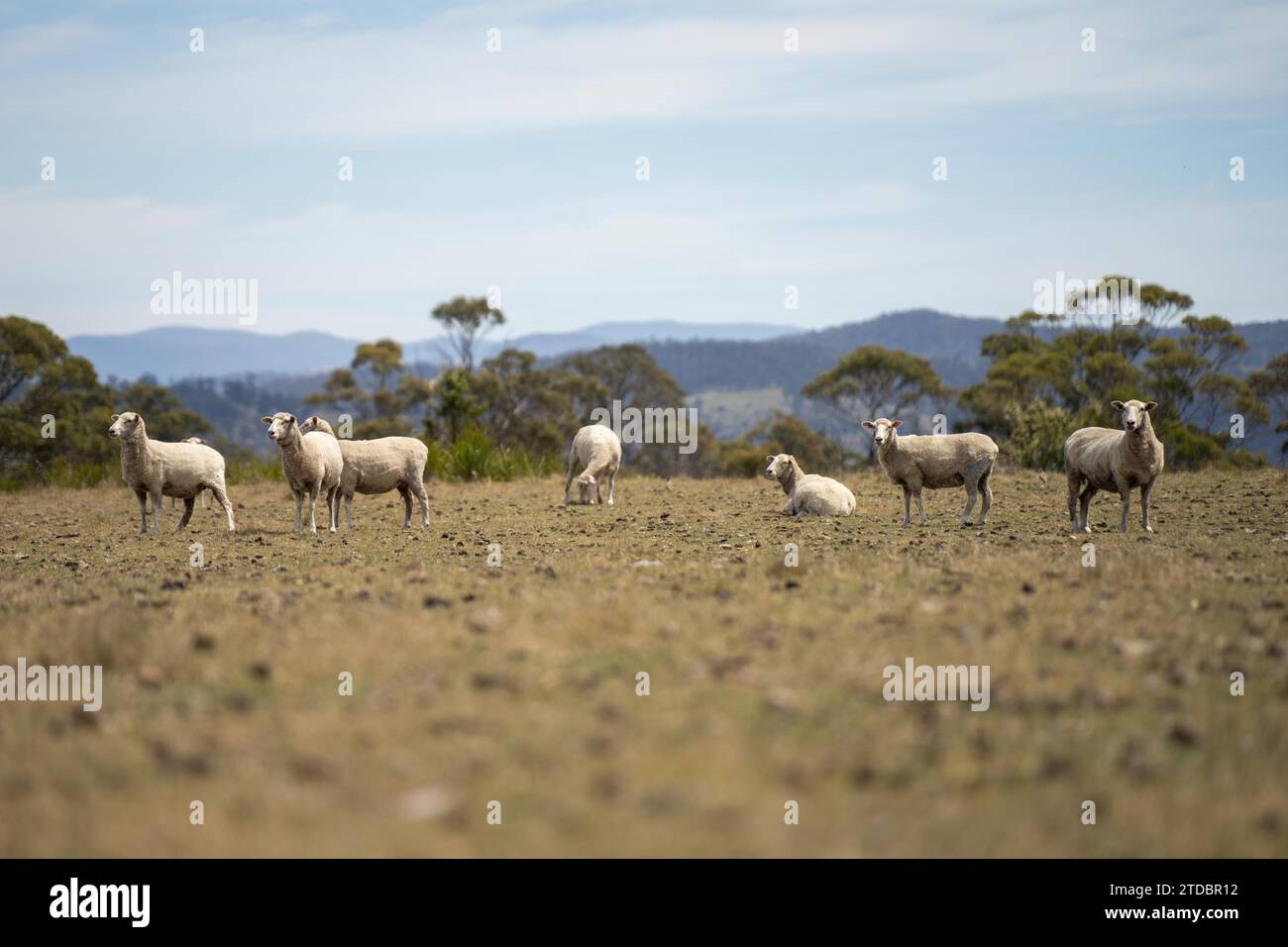 Agricultural farm practicing regenerative farmer, with sheep grazing in ...