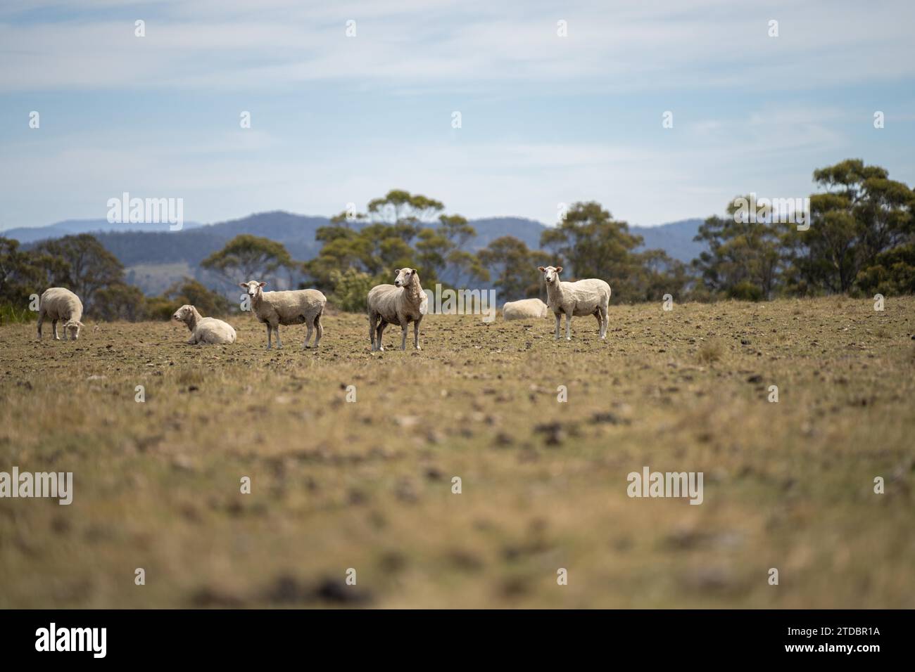 Agricultural farm practicing regenerative farmer, with sheep grazing in ...