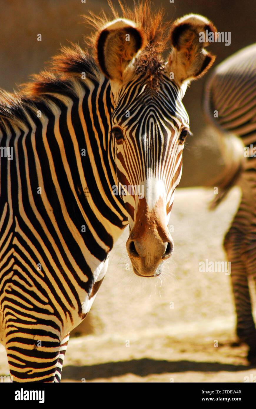 Wikldlife hi-res stock photography and images - Alamy