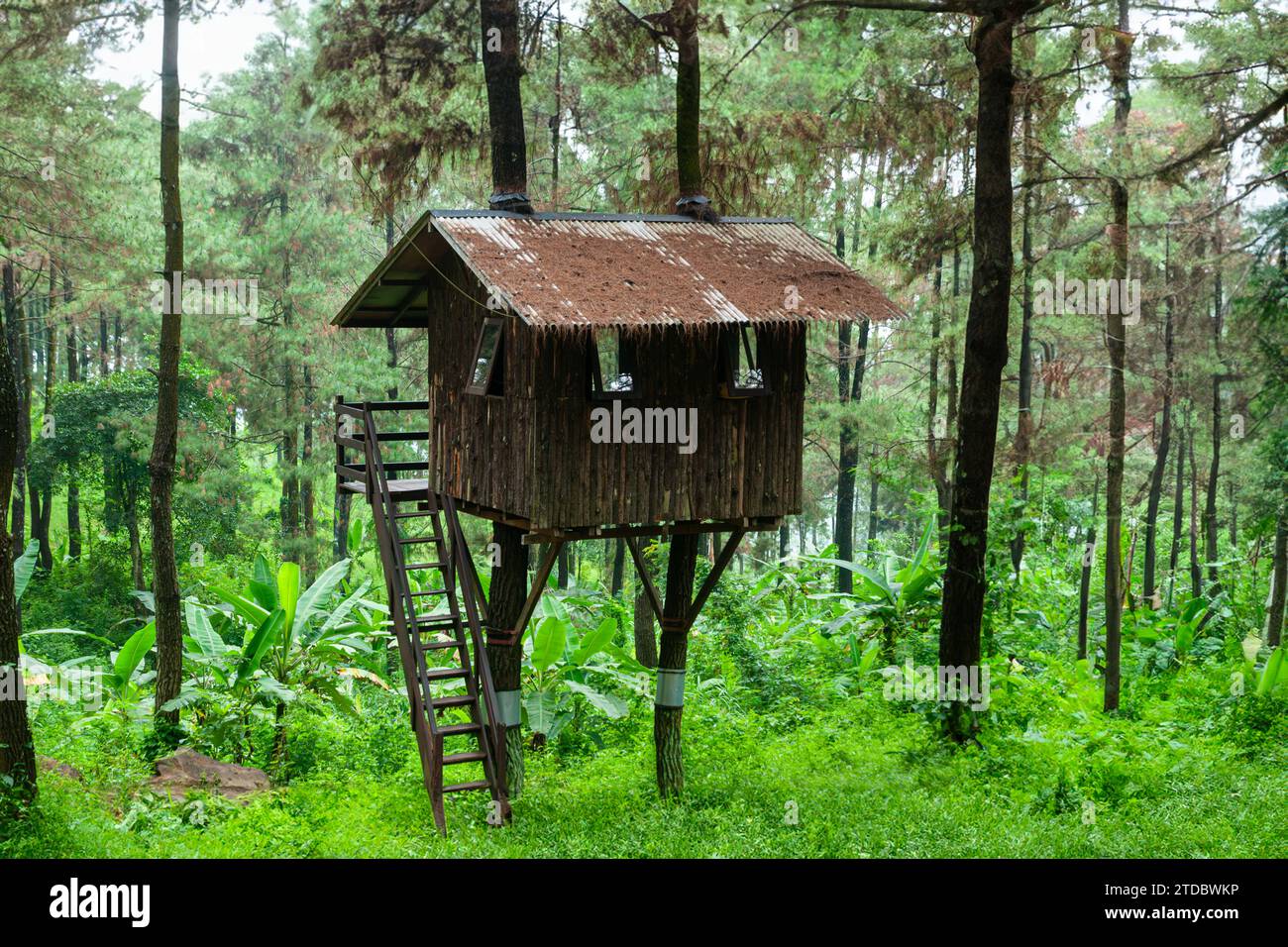 Forest tree house jungle hi-res stock photography and images - Alamy