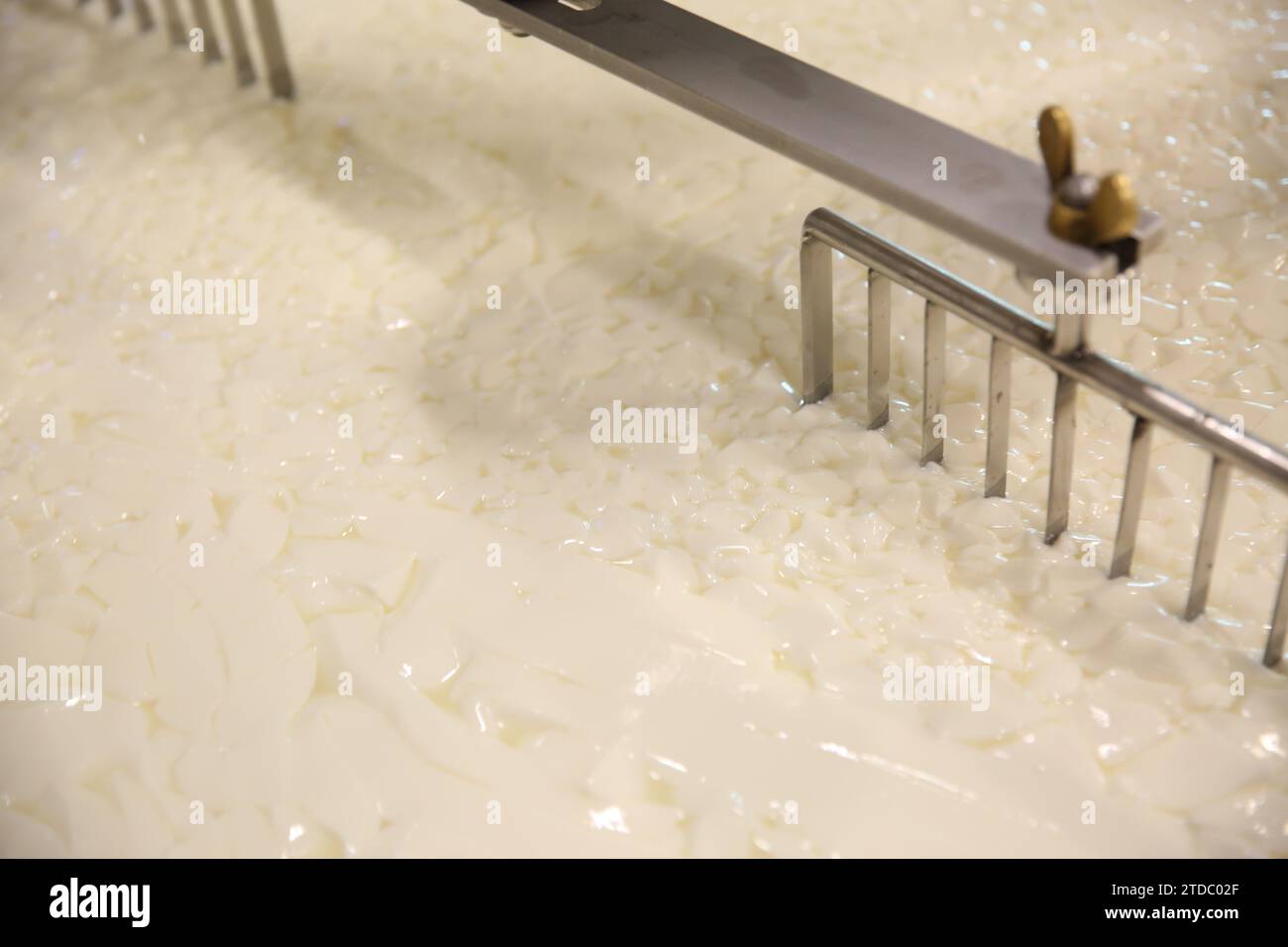 Curd and whey in tank at cheese factory, closeup Stock Photo - Alamy