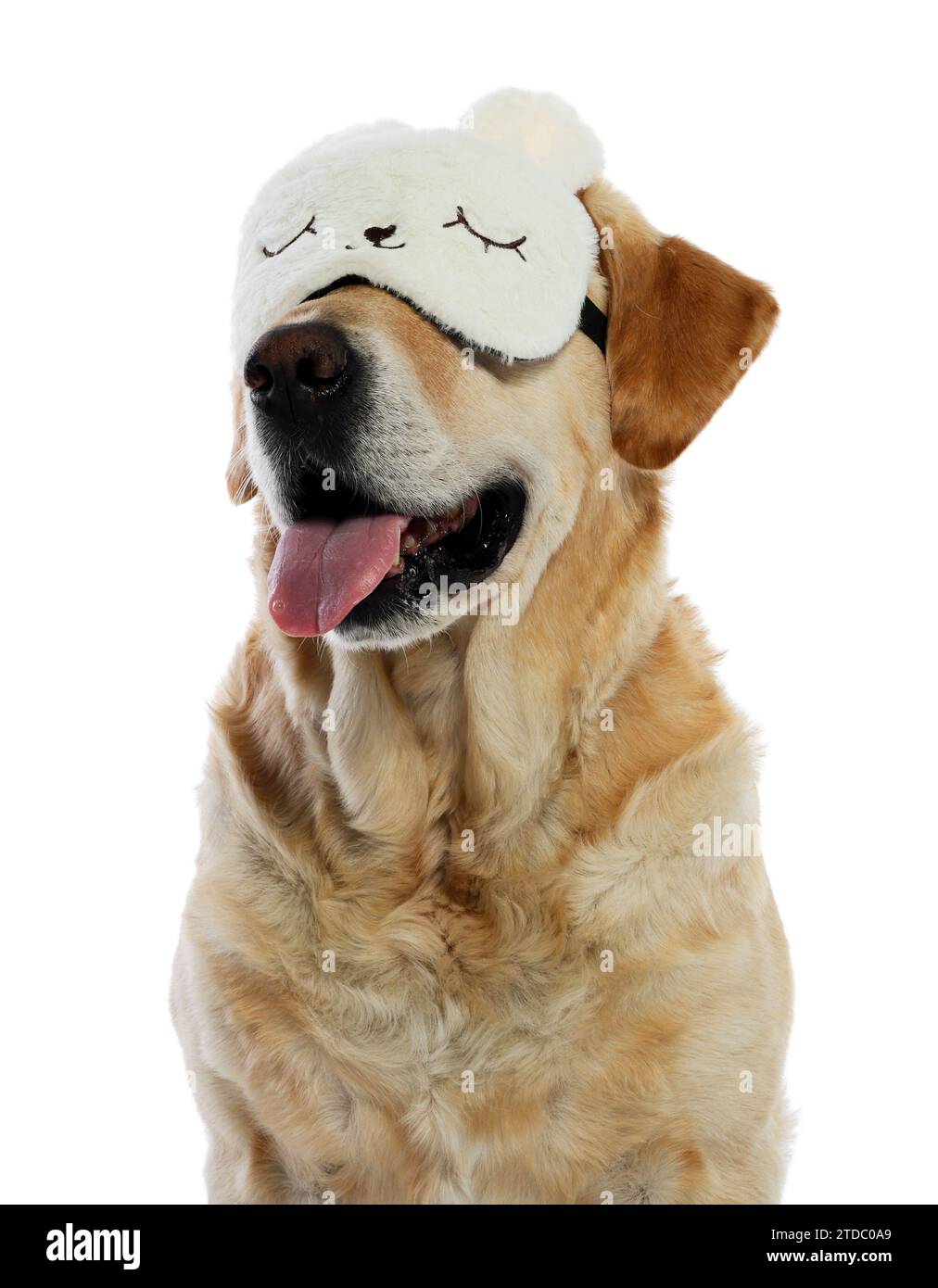 Cute Labrador Retriever with sleep mask on white background Stock Photo ...