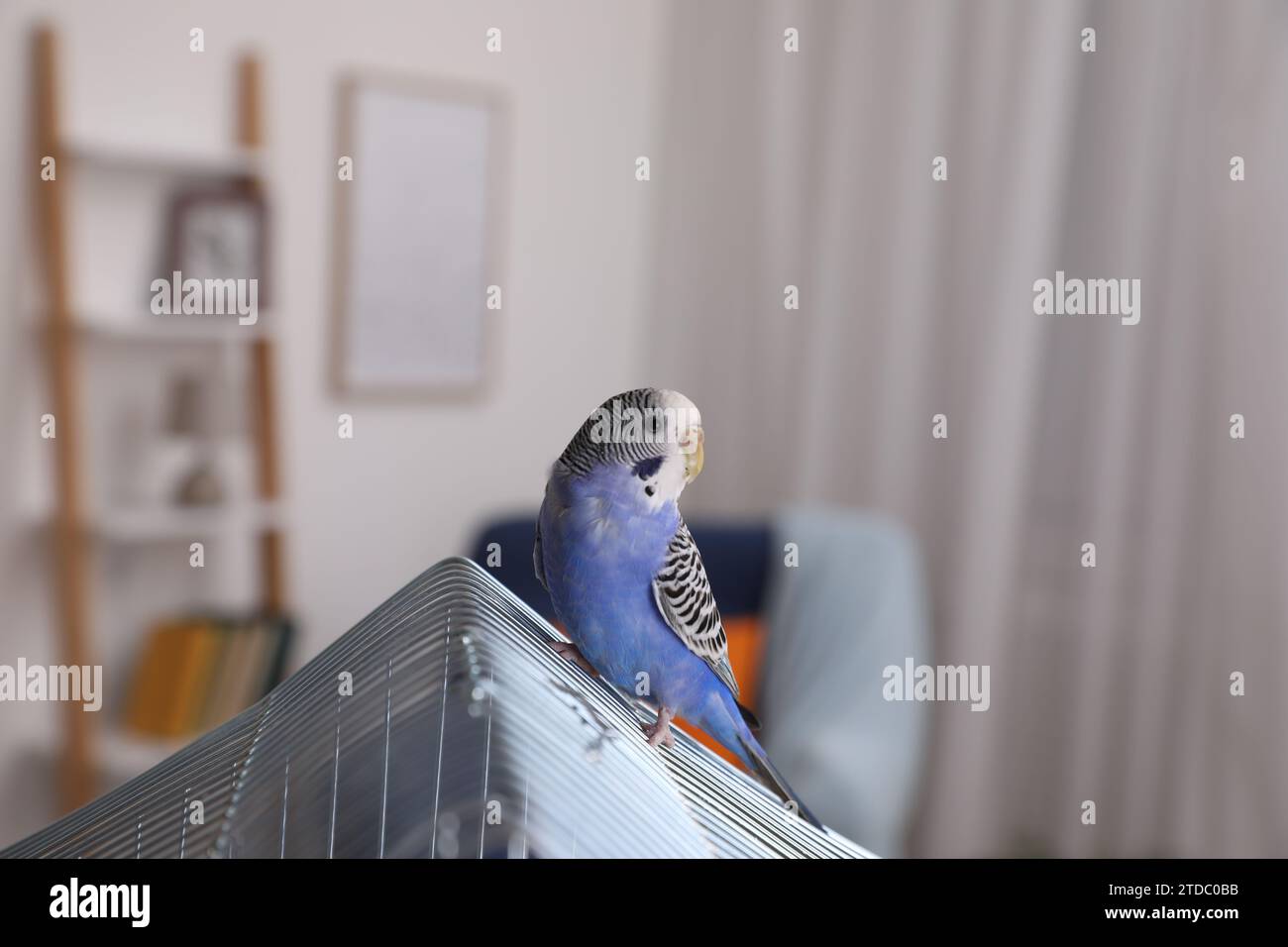 Beautiful light blue parrot hi-res stock photography and images - Alamy