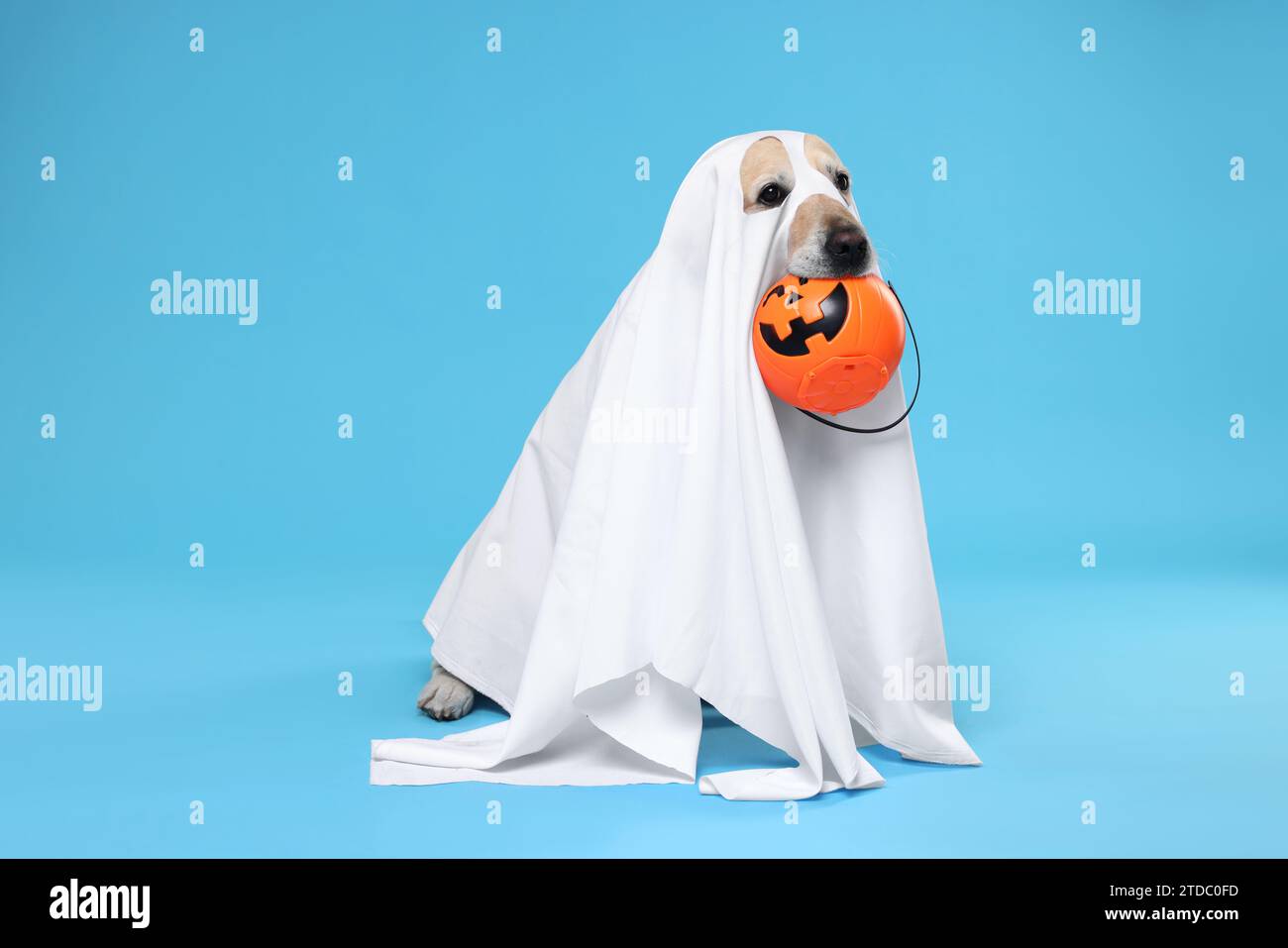 Cute Labrador Retriever dog wearing ghost costume with Halloween bucket ...