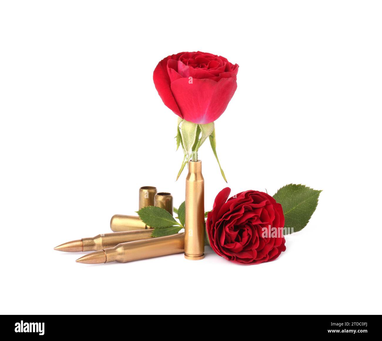 Bullets and cartridge cases with beautiful rose flowers isolated on ...