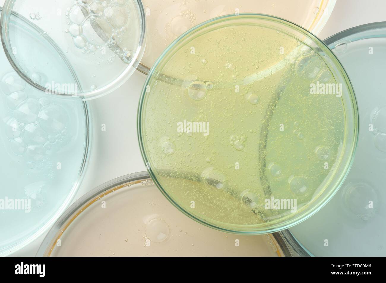 Petri dishes with different liquid samples on white background, top ...