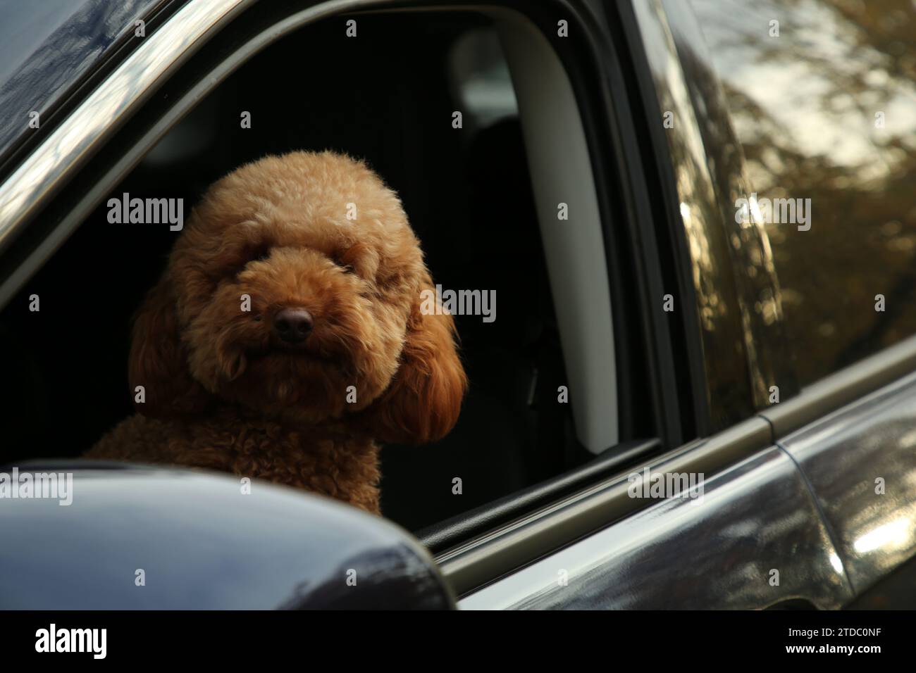 Cute dog inside black car, view from outside Stock Photo - Alamy