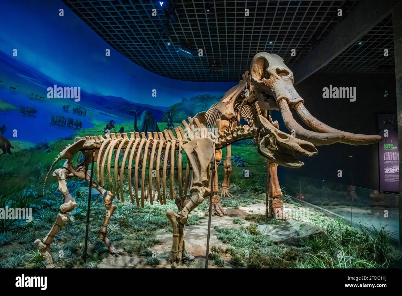 Mammoth skeleton in dramatic light in the museum of the Natural History ...
