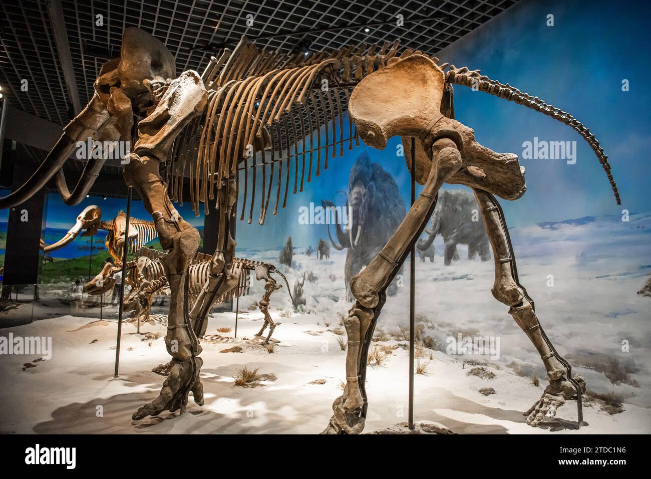 View of the Hohhot Museum of Natural History with dinosaur skeletons on ...
