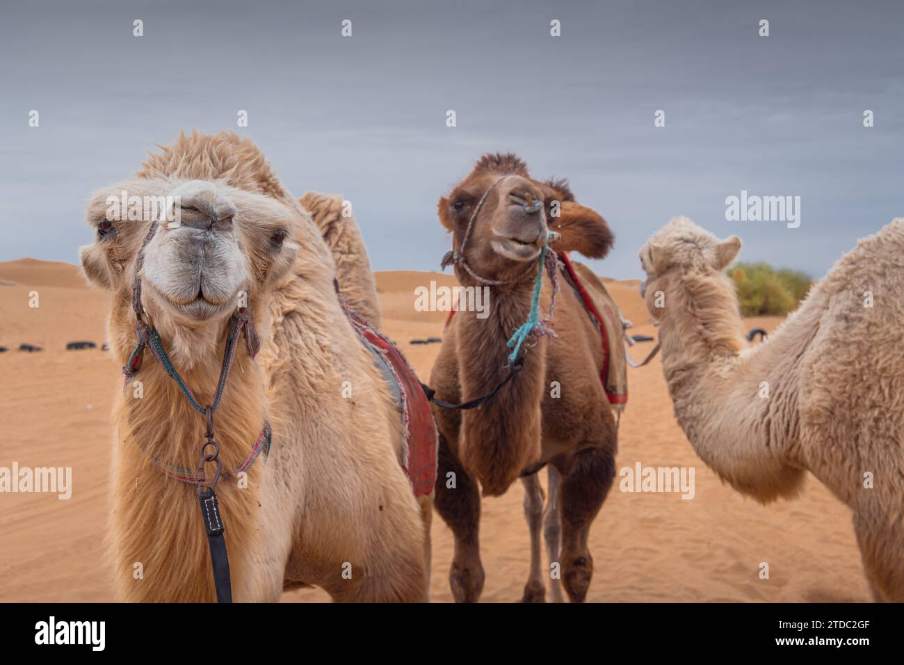 Close un portrait of the three funny camels in the desert of Inner ...