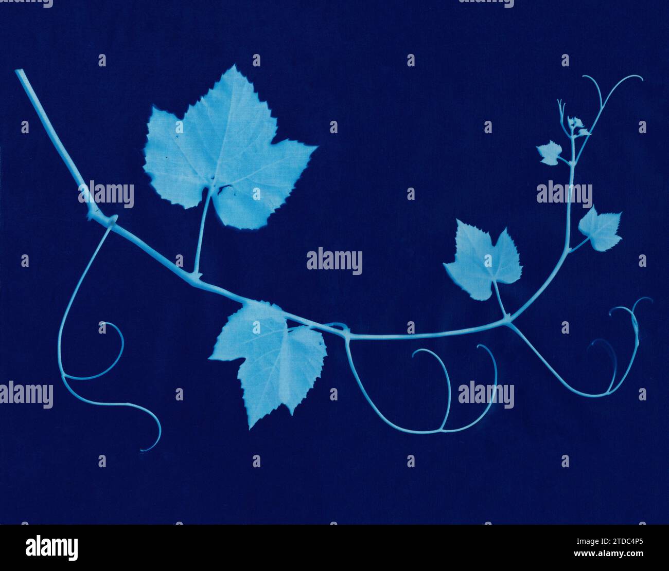 Cyanotypes hi-res stock photography and images - Alamy