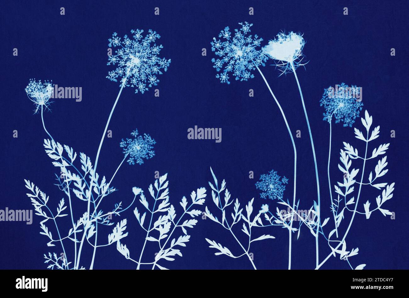 Cyanotypes hi-res stock photography and images - Alamy
