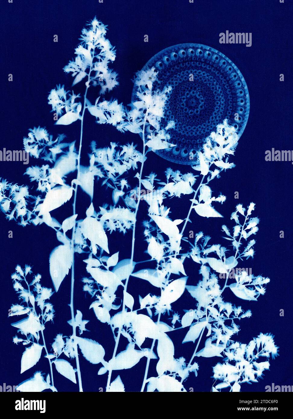 Cyanotype flowers hi-res stock photography and images - Alamy