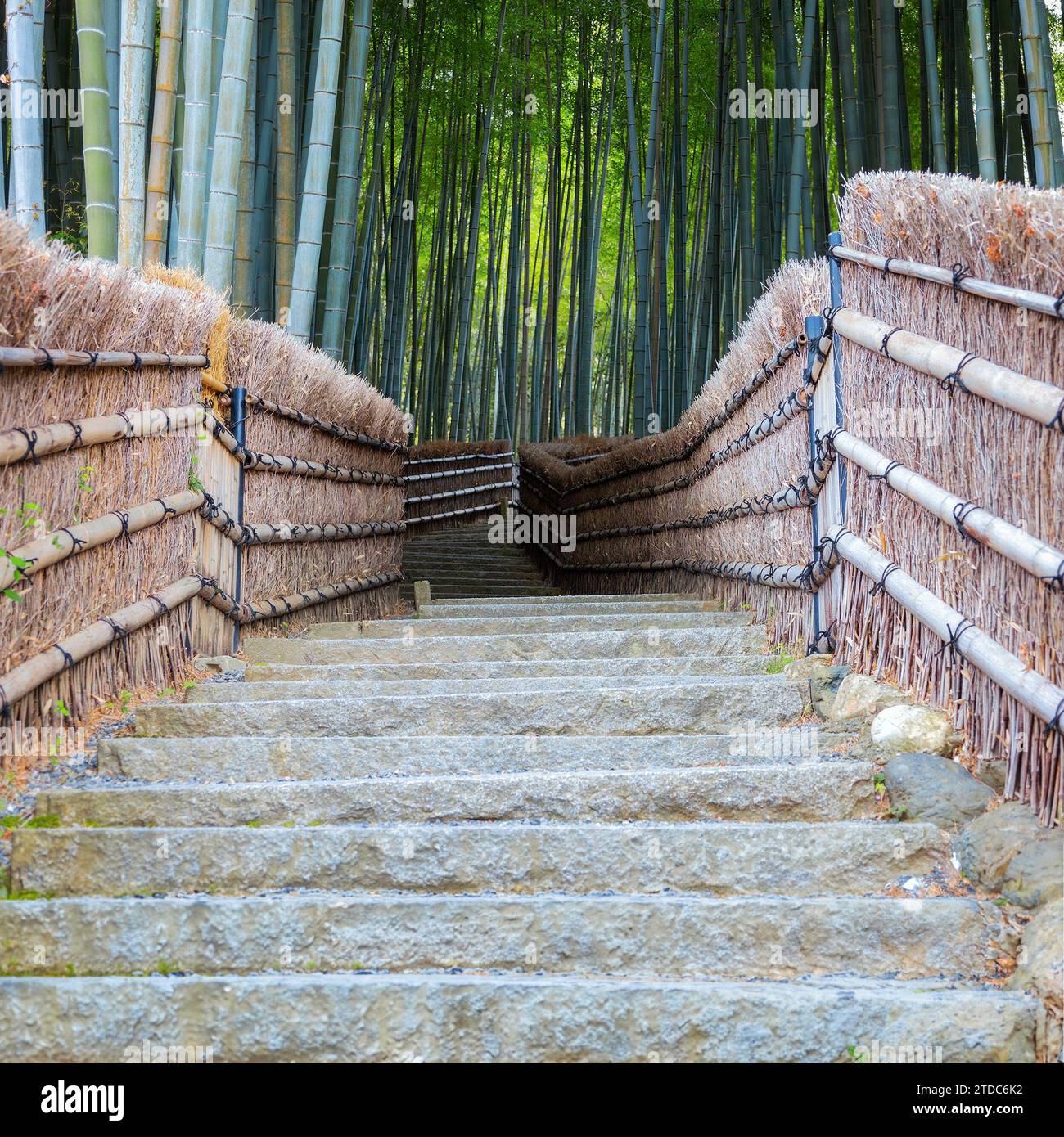A Bamboo Grove at Adashino Nenbutsuji Temple in Kyoto, Japan Stock ...
