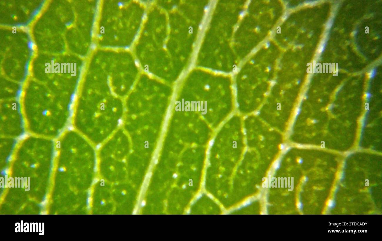 Green plant leaf surface viewed under a microscope Stock Photo - Alamy
