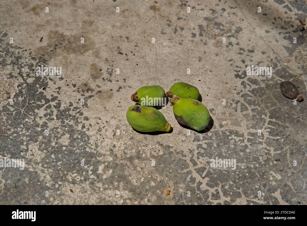 dropped small mangoes fallen on the ground Stock Photo - Alamy