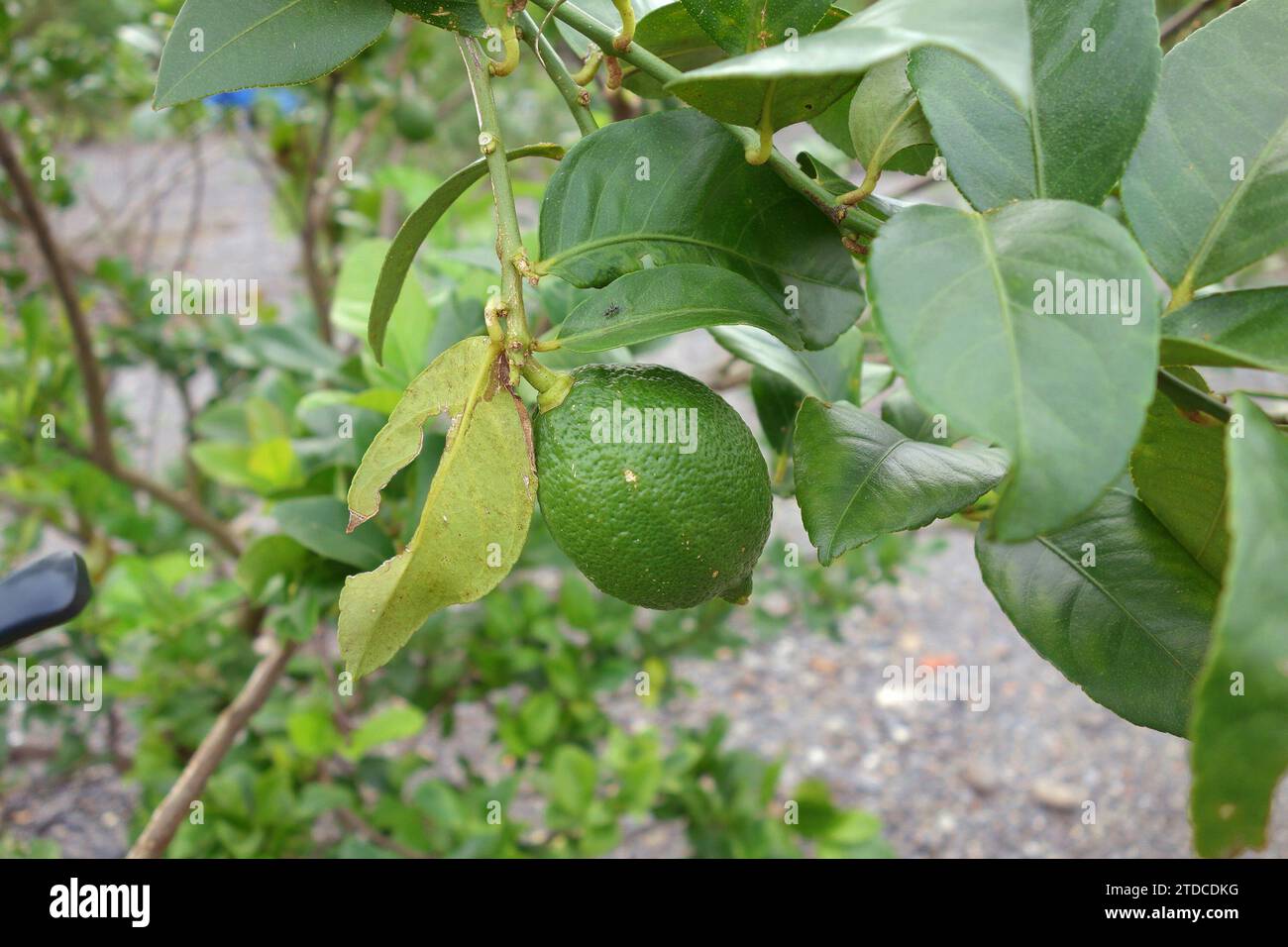 Lemon harvesting hi-res stock photography and images - Alamy