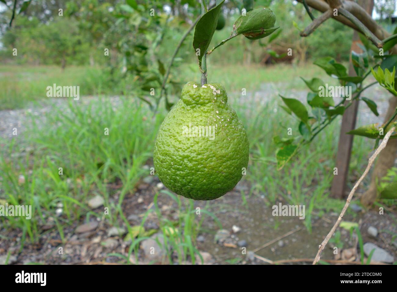 Green pear lemon tree Stock Photo - Alamy