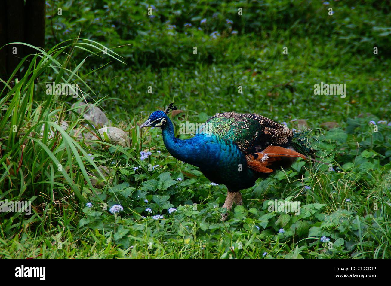 Peacock head indian hi-res stock photography and images - Alamy
