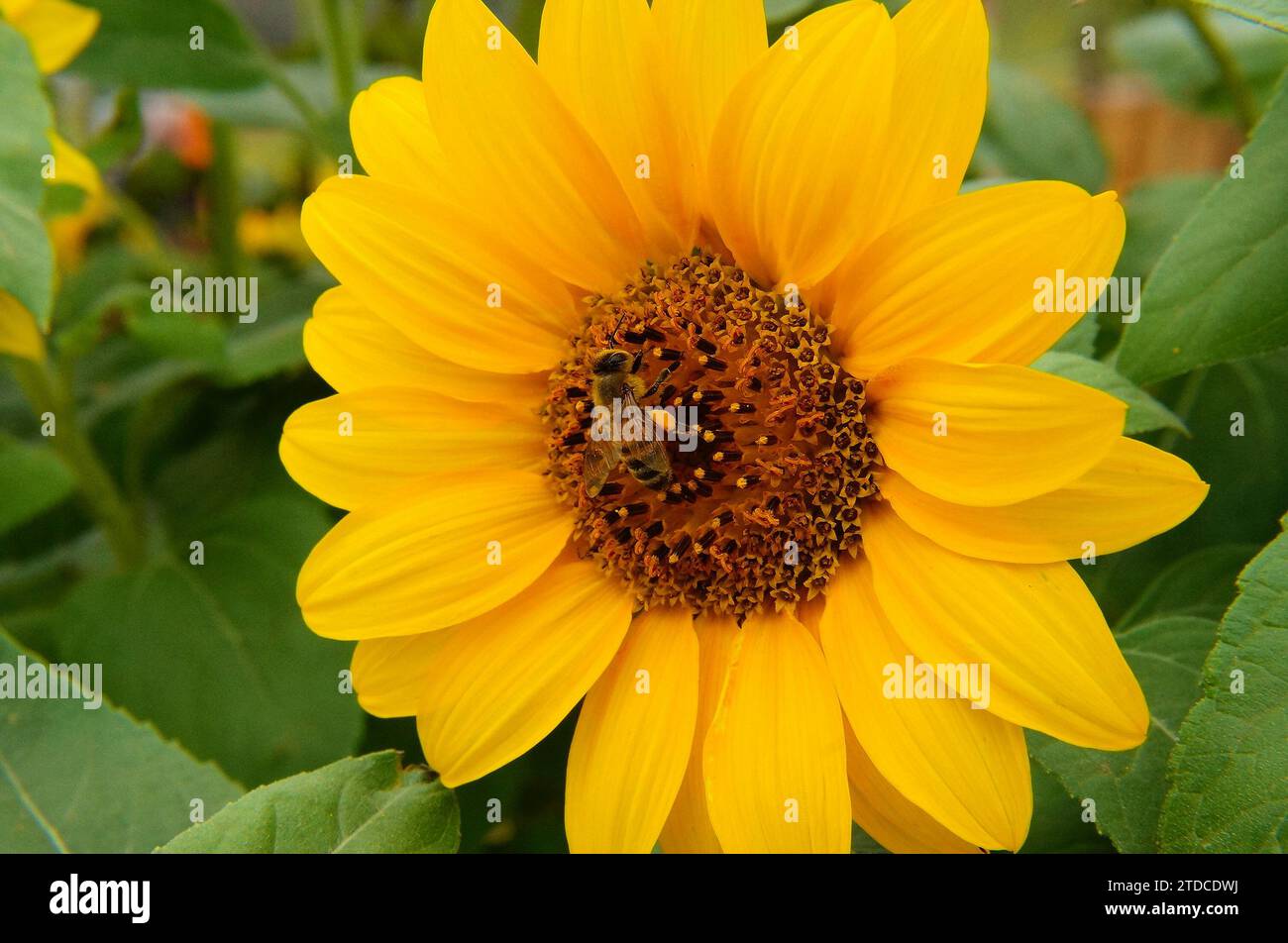 Sunflower pollinator hi-res stock photography and images - Alamy