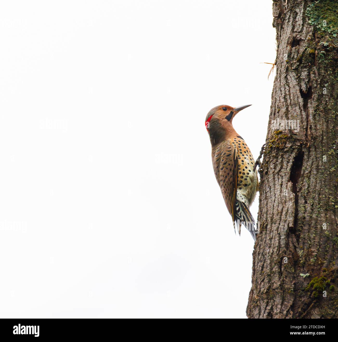 Northern flicker bird hi-res stock photography and images - Alamy