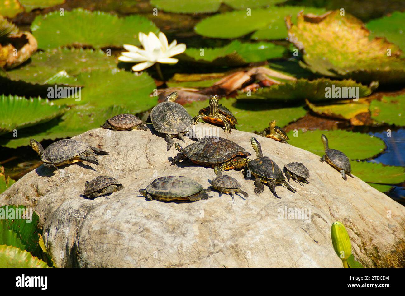 Turtles sunbathing on rock Stock Photo - Alamy