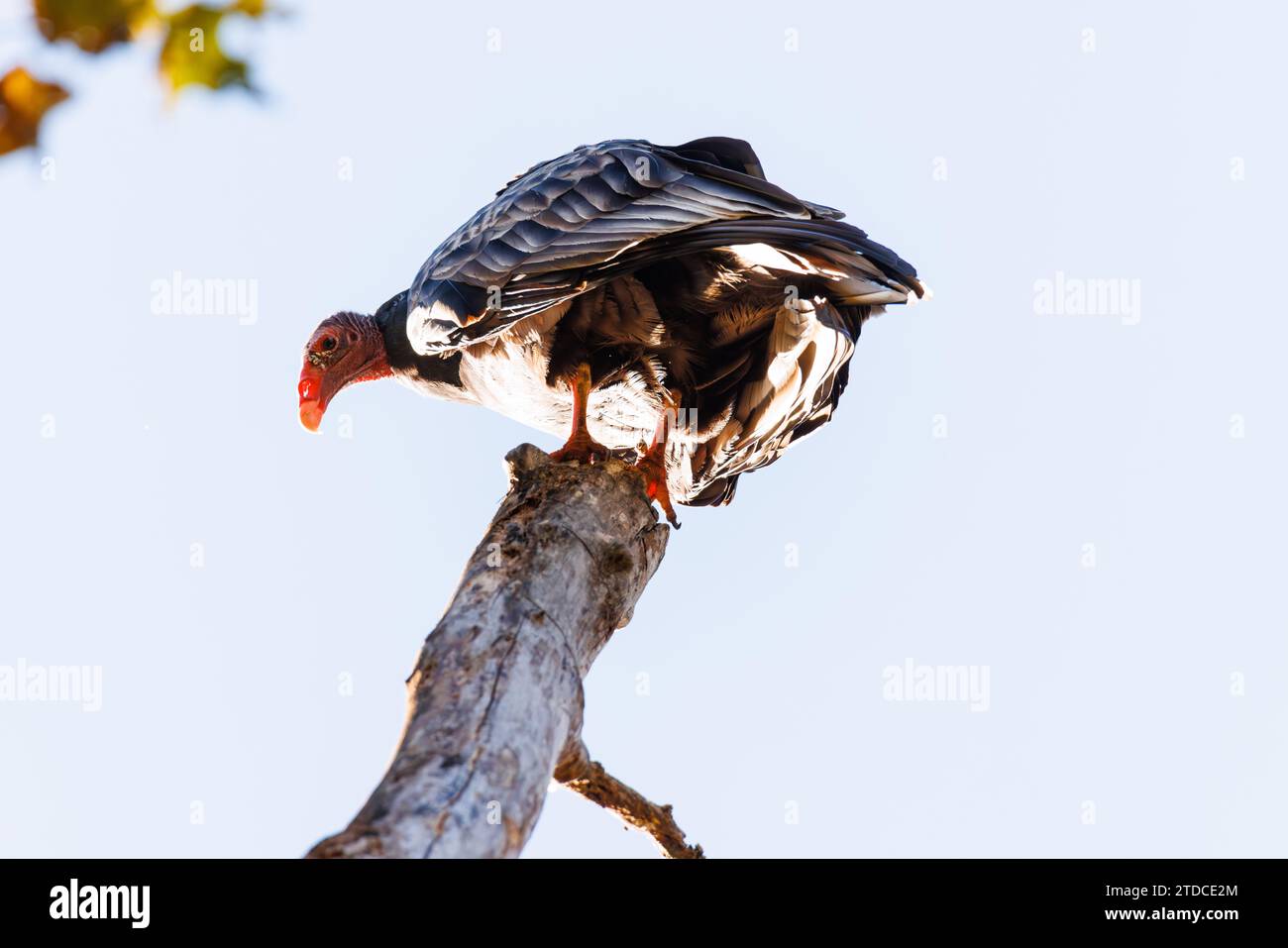 Turkey Vulture perched at the top of a dead tree looking back at the ...