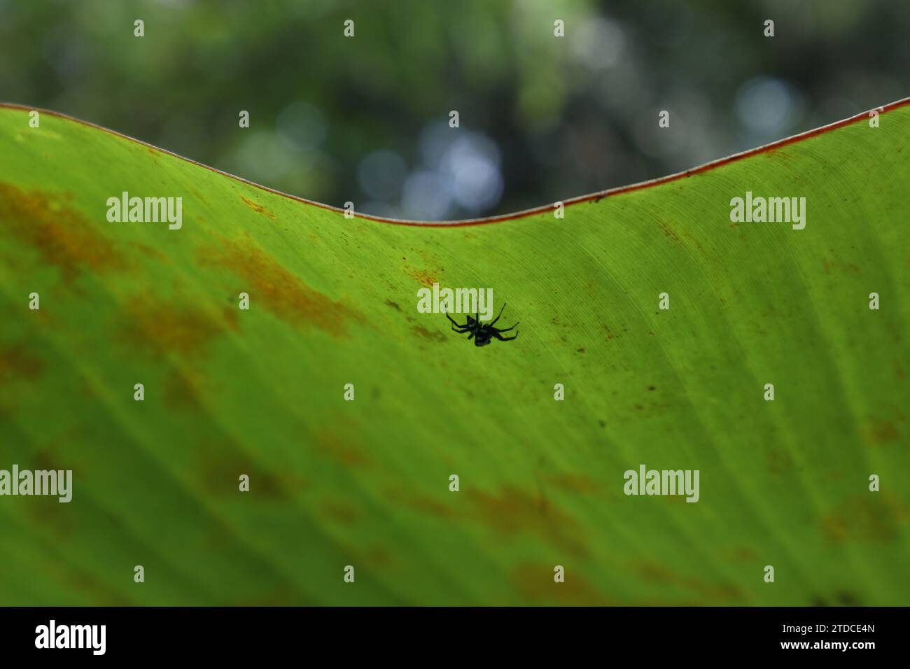 Low angle view of a tiny metallic blue spider known as the Banded ...