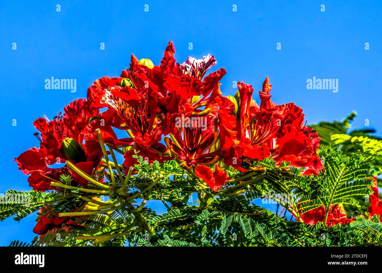 Red Flame Tree Flowers Delonix Regia Royal Poinciana Green Leaves ...
