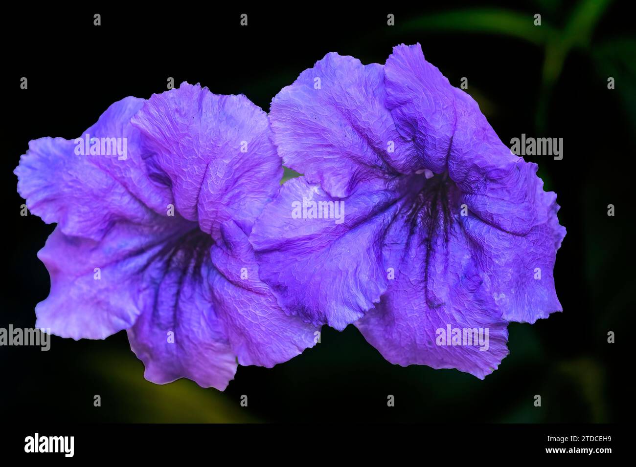 Purple Mexican Petunia Flowers Ruellia simplex Mexican Bluebell Waikiki ...