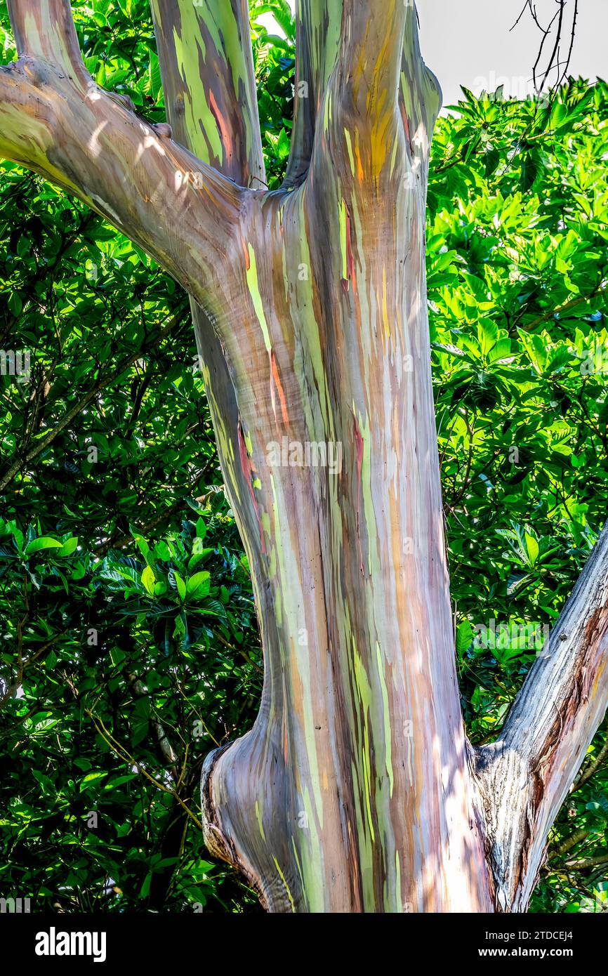Colorful Multicolor Bark Rainbow Eucalyptus Gum Tree Eucalyptus ...