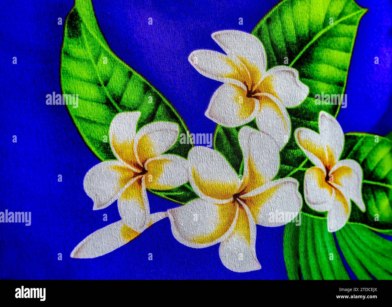 Colorful Hawaiian White Plumeria Flowers Frangipani Cloth Polynesian ...