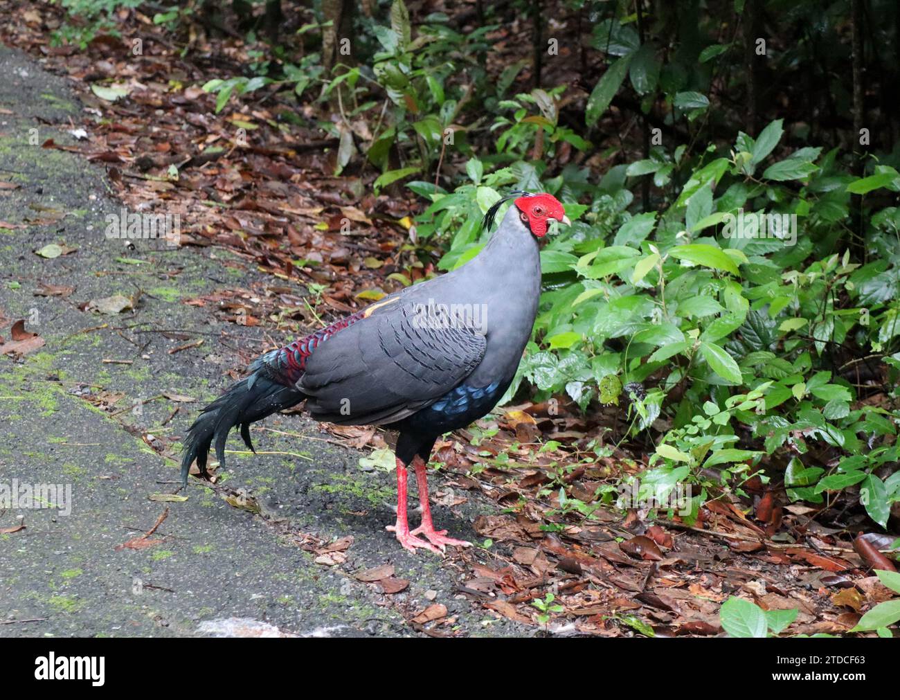 Siamese fireback on forest ground Stock Photo - Alamy