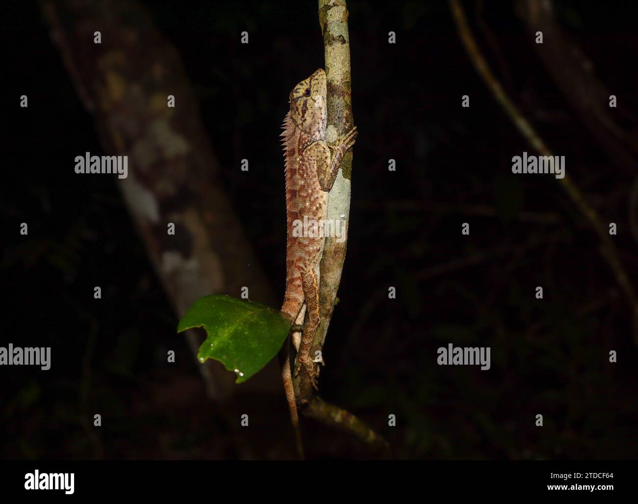 forest garden lizard (Calotes emma Stock Photo - Alamy