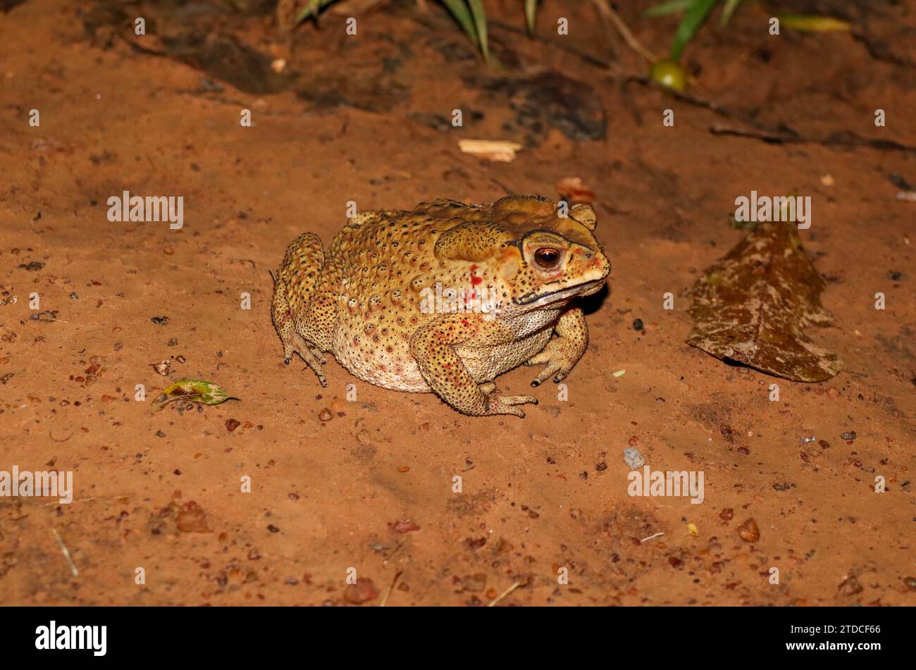 Asian toad on forest ground Stock Photo - Alamy
