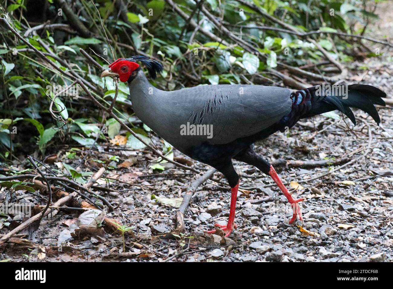 Siamese fireback on forest ground Stock Photo - Alamy
