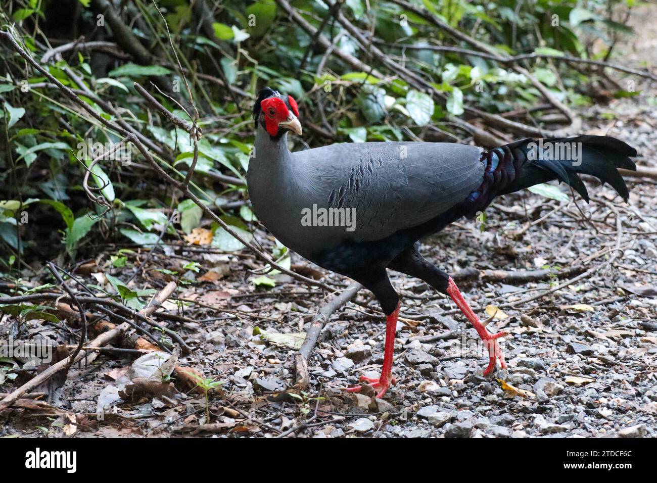 Siamese fireback on forest ground Stock Photo - Alamy