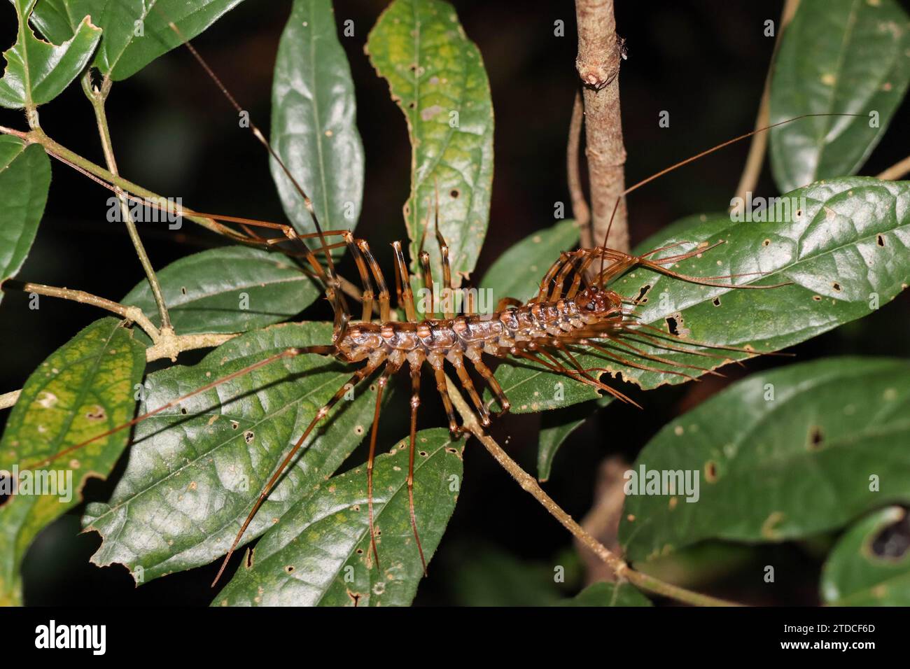 long-legged house centipede on a leaf Stock Photo - Alamy