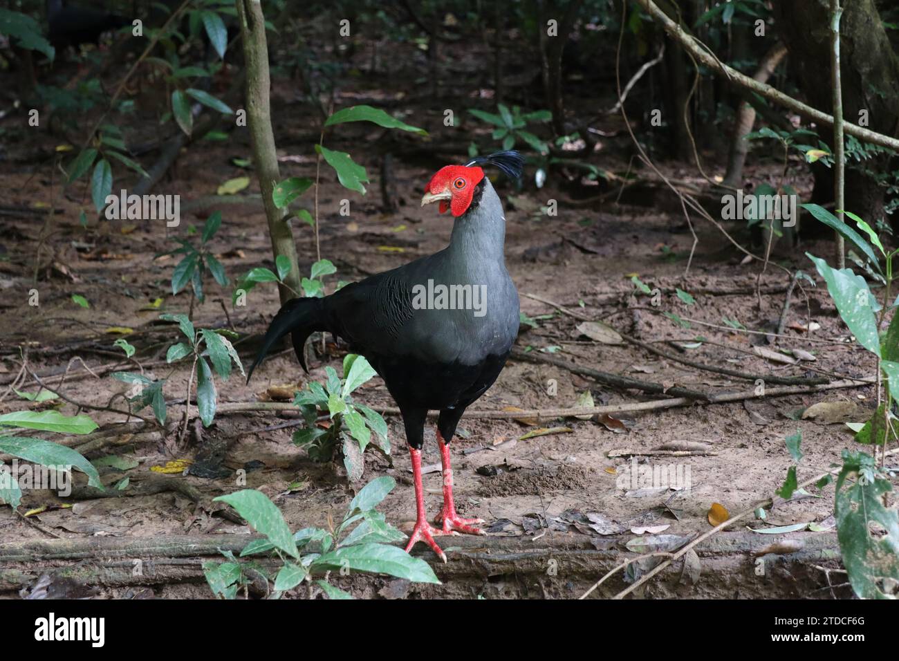 Siamese fireback on forest ground Stock Photo - Alamy