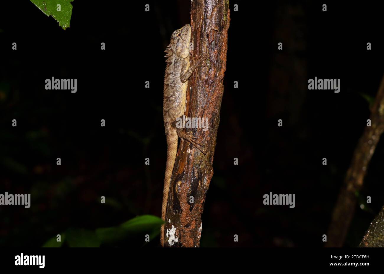 forest garden lizard (Calotes emma Stock Photo - Alamy
