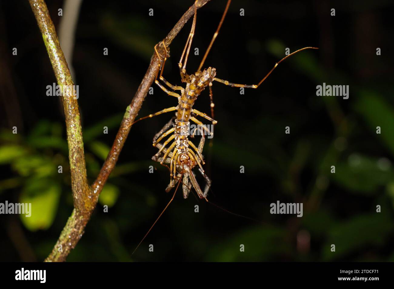 Centipede eating spider hi-res stock photography and images - Alamy