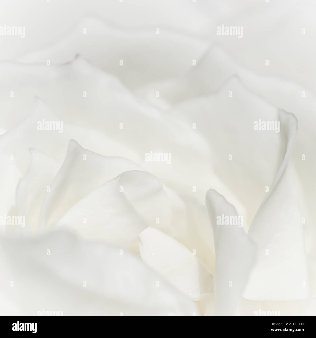 Abstract floral background, white rose flower petals. Macro flowers ...