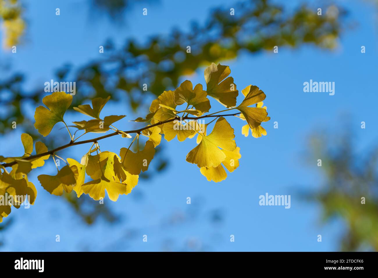 Leaves of a Ginkgo Biloba with yellow autumn colors and blue sky Stock ...