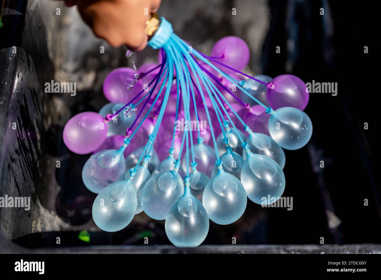 Rapid filling self sealing water balloons being inflated with a hose ...