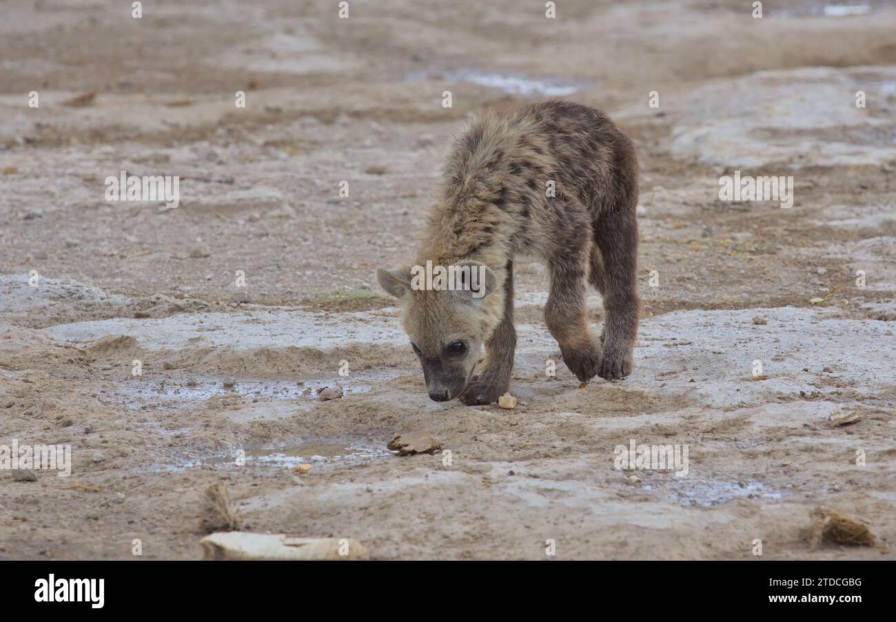 adorable and thirsty spotted hyena pup approaches a puddle to drink ...