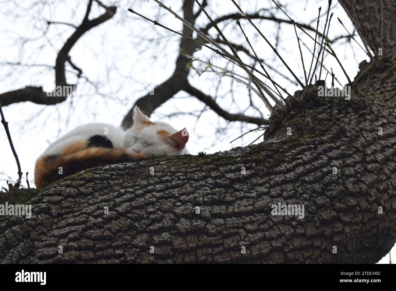 Sleeping tree winter hi-res stock photography and images - Alamy